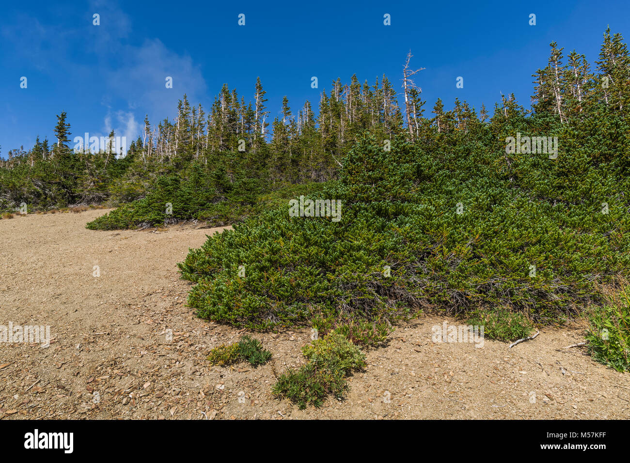 Krummholz of Subalpine Fir, Abies lasiocarpa, on top of the open and ...