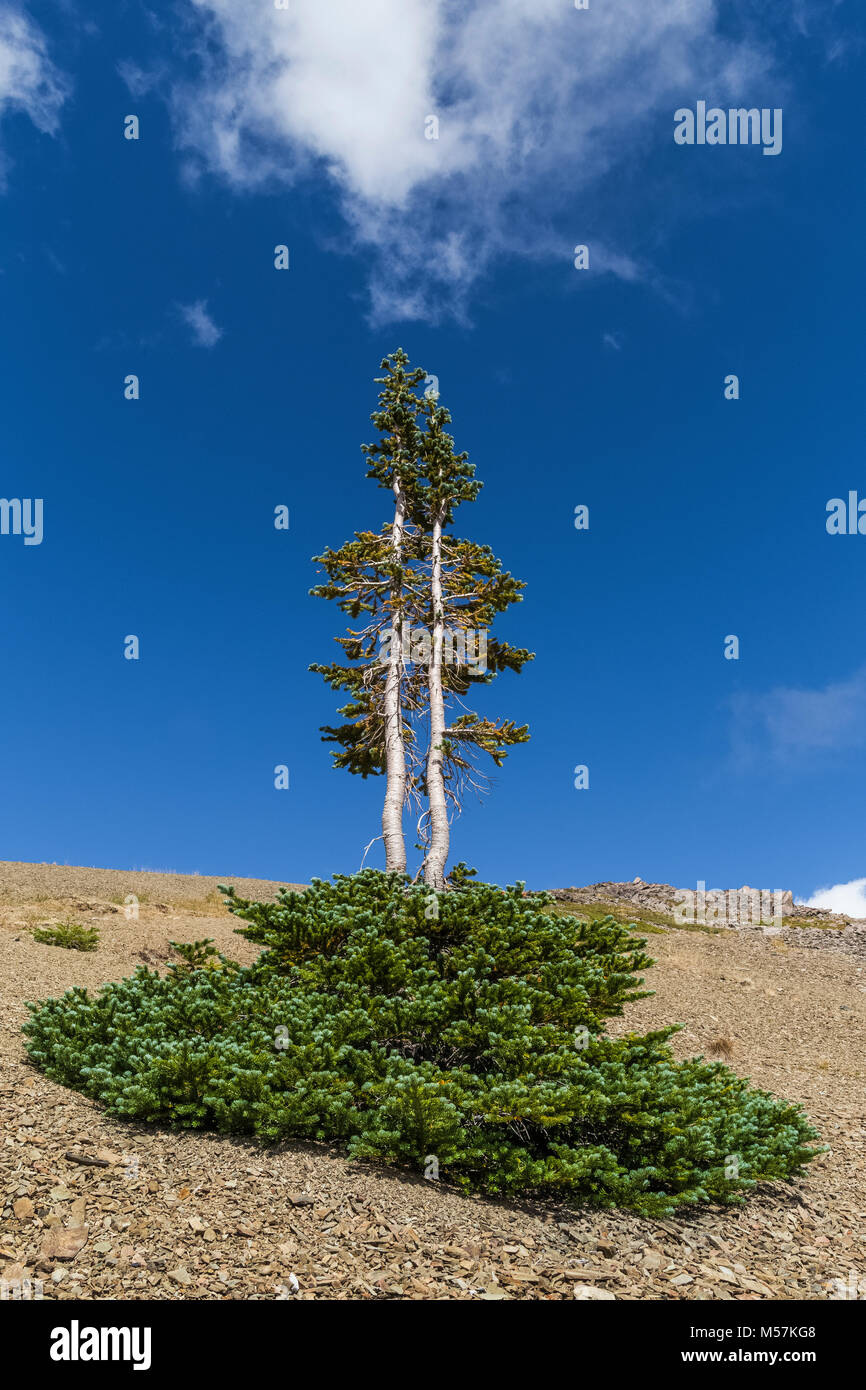 Krummholz of Subalpine Fir, Abies lasiocarpa, on top of the open and ...