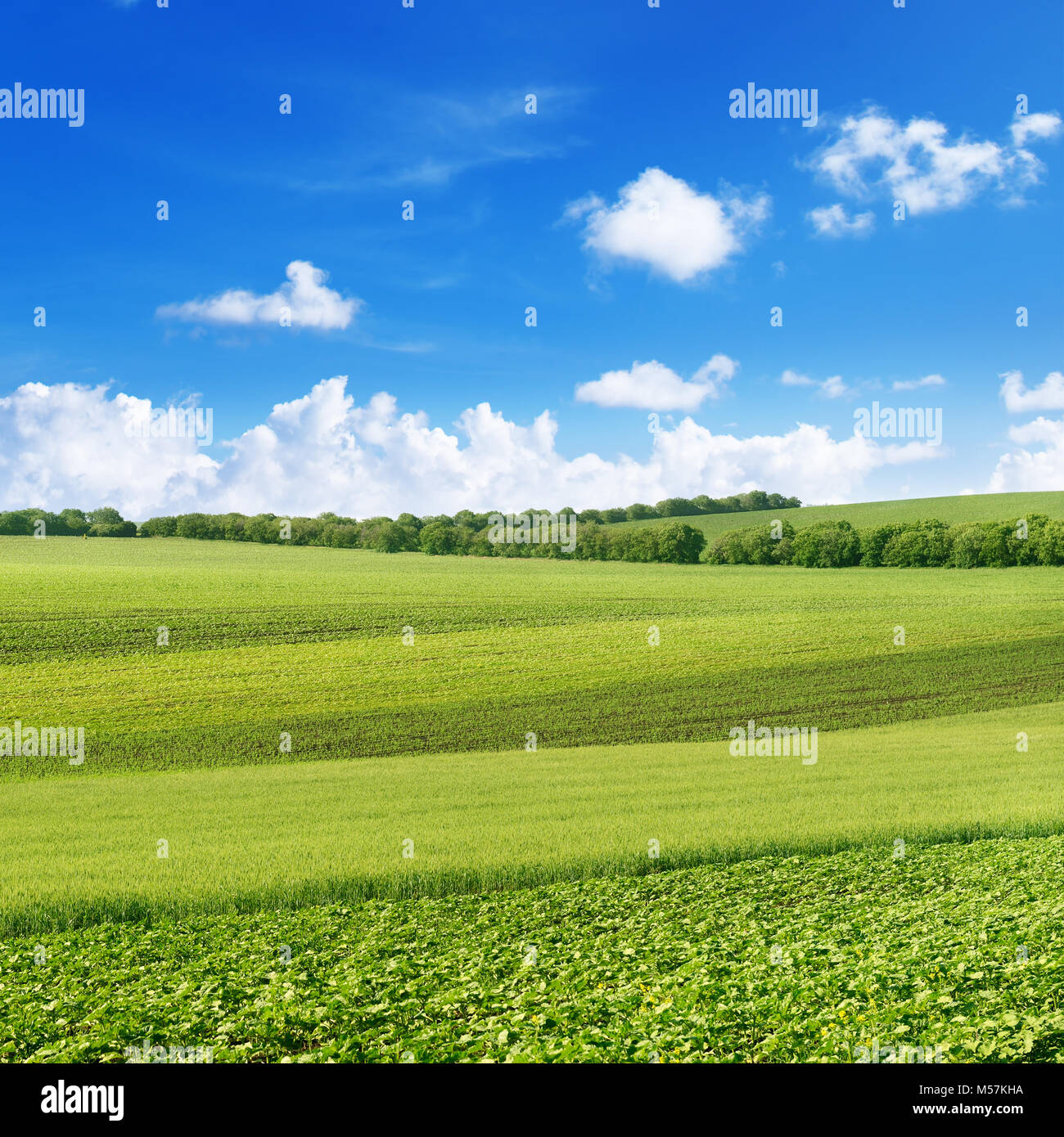 Indian spring hi-res stock photography and images - Alamy