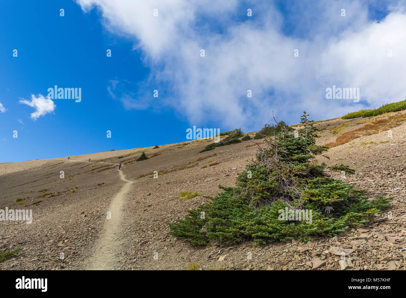 Krummholz of Subalpine Fir, Abies lasiocarpa, on top of the open and ...