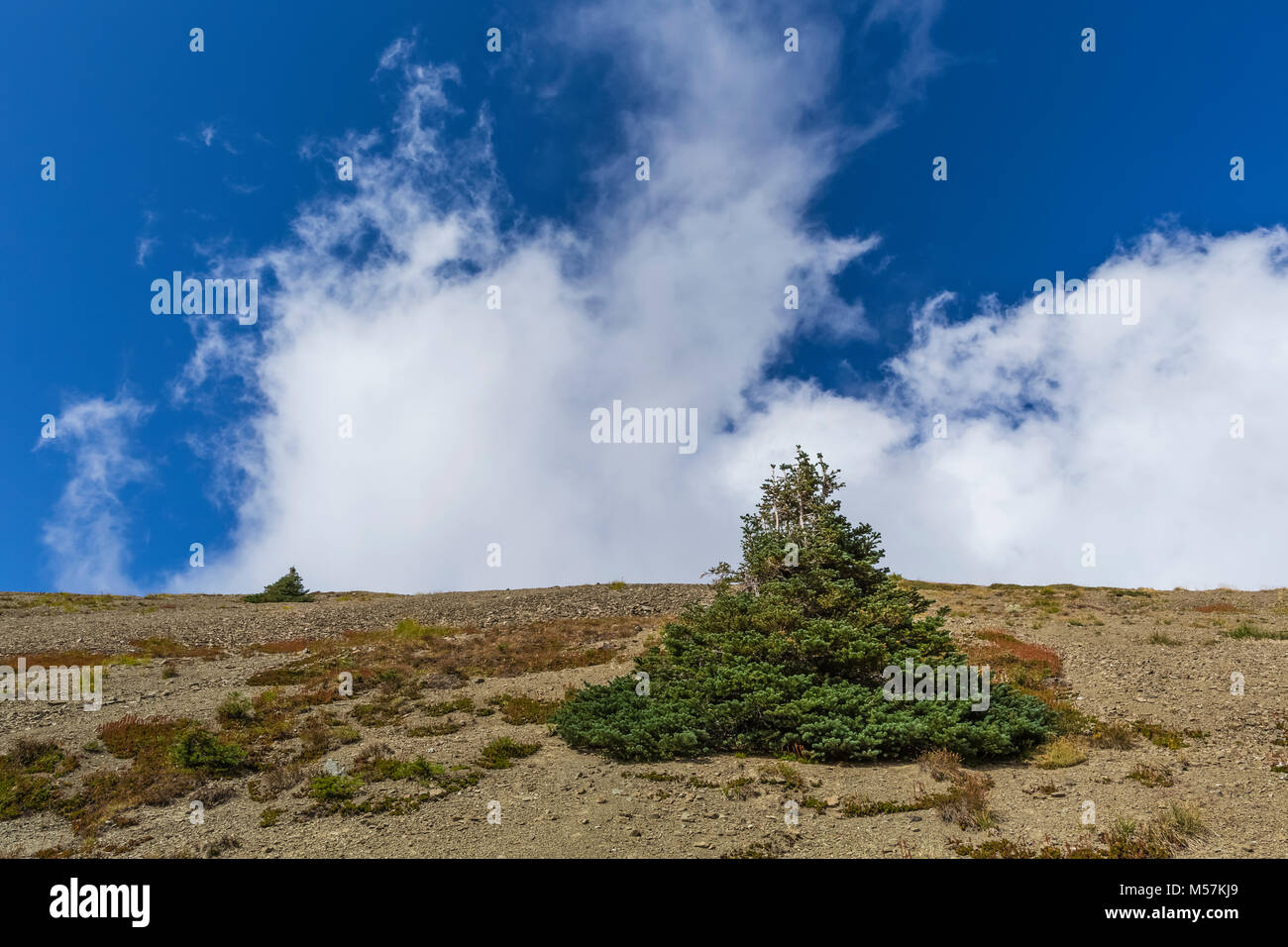 Wind stunted hi-res stock photography and images - Alamy