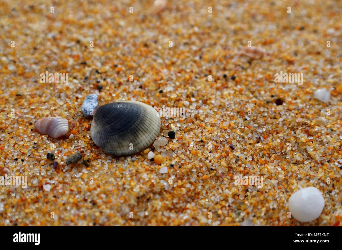 Sea shells on beach Stock Photo - Alamy