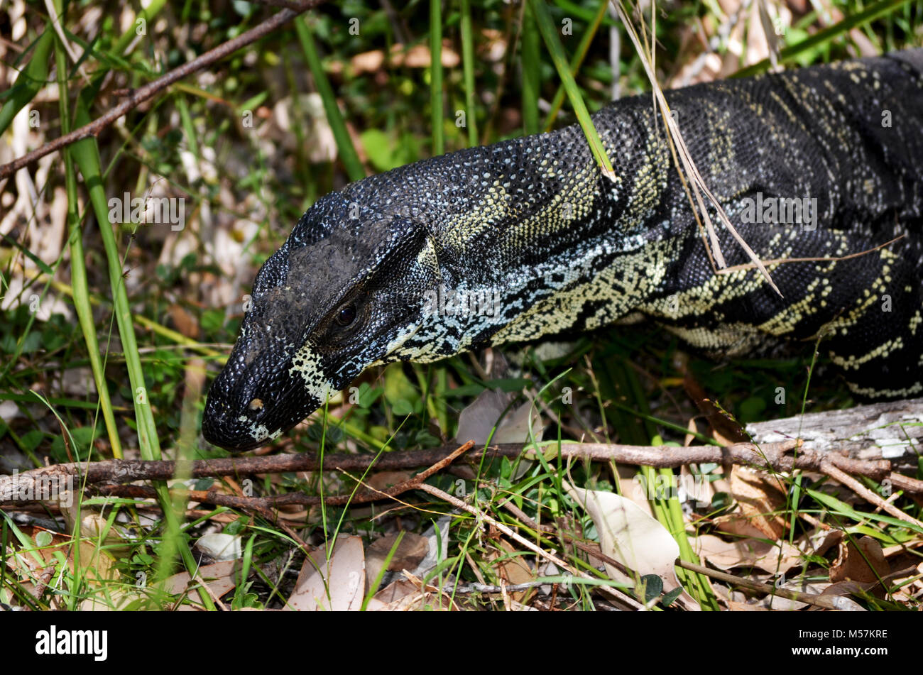 Goanna close up Stock Photo - Alamy
