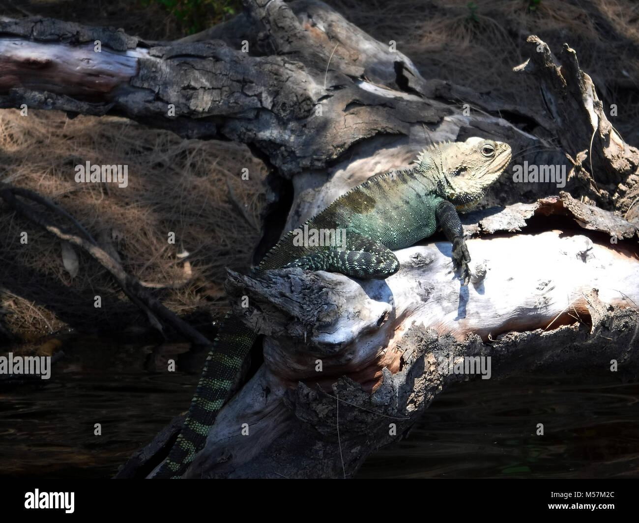 Water dragon on rocks hi-res stock photography and images - Alamy