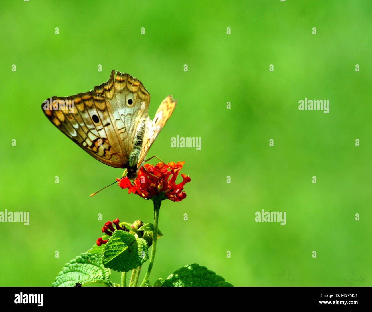 Close-up of butterfly on flower Stock Photo - Alamy