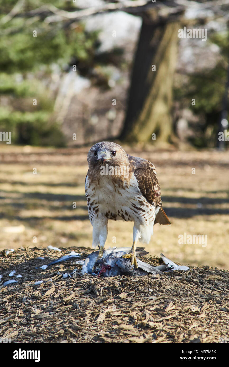 Red-Tailed Hawk eating a pigeon in Prospect park Stock Photo - Alamy