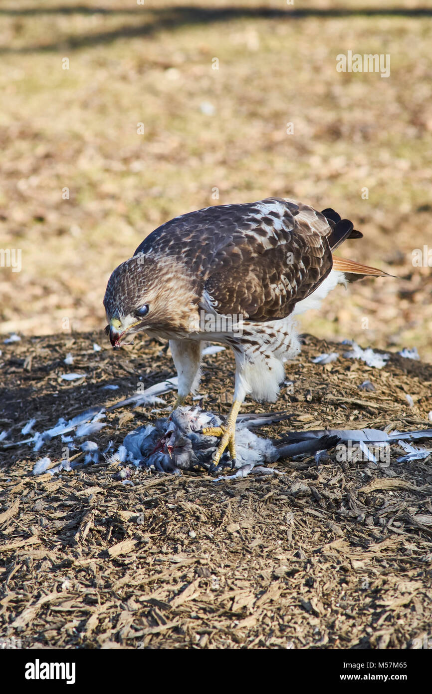 Red Tailed Hawk Eats Dog