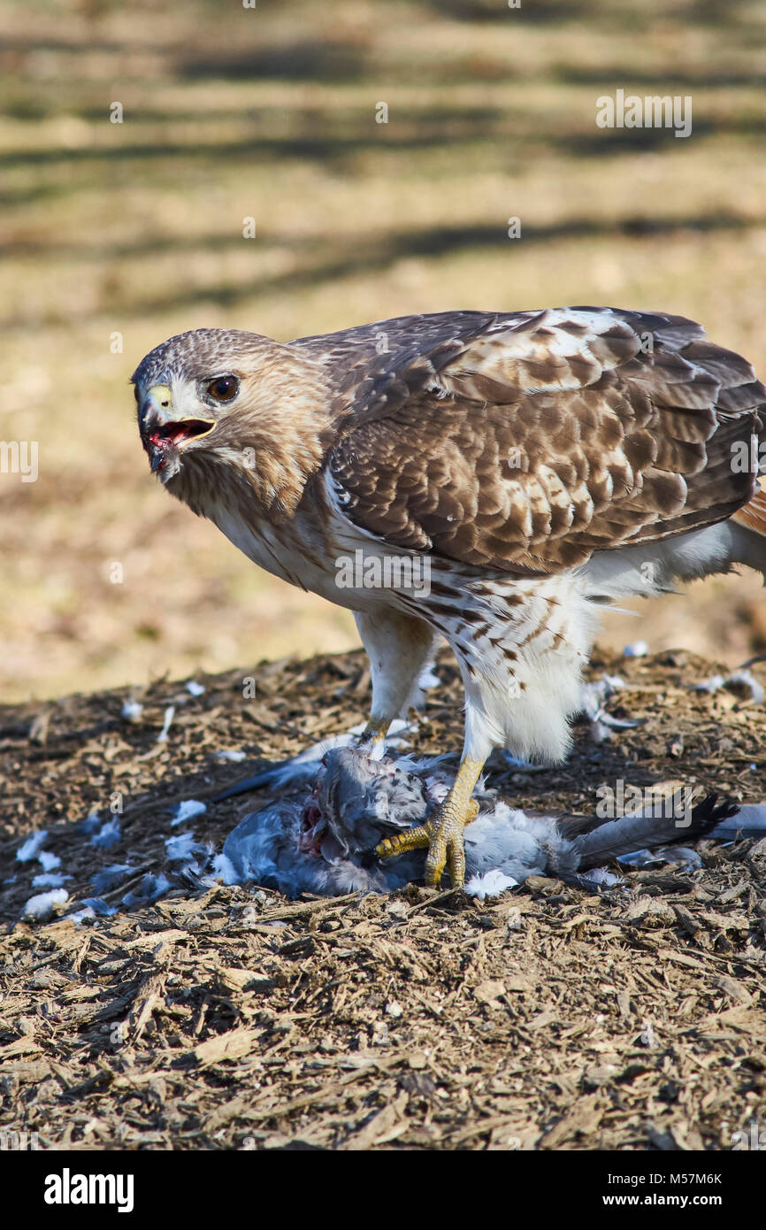 Red-Tailed Hawk eating a pigeon in Prospect park Stock Photo - Alamy