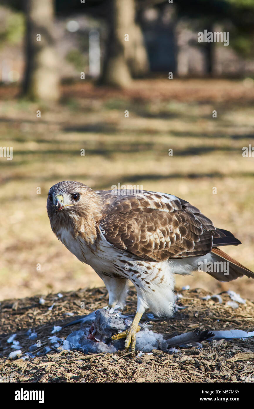 Red-Tailed Hawk eating a pigeon in Prospect park Stock Photo - Alamy