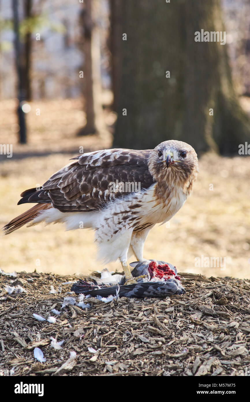 Red-Tailed Hawk eating a pigeon in Prospect park Stock Photo - Alamy