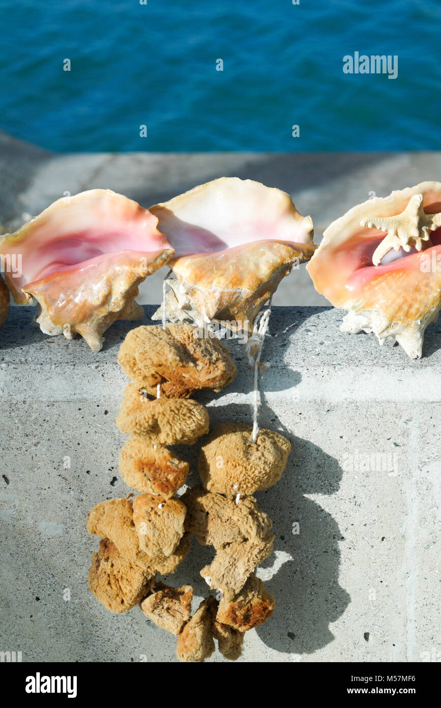 Conch shells bahamas caribbean hi-res stock photography and images - Alamy