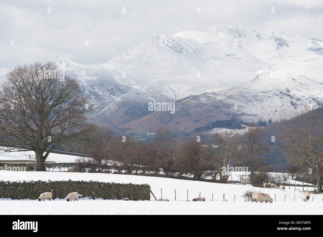 Lake district scene in the snow sheep trees and mountains, white Stock ...