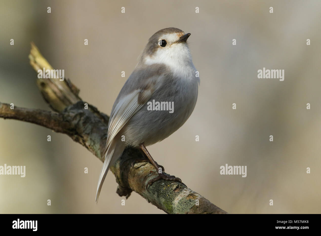 Leucistic robin hi-res stock photography and images - Alamy