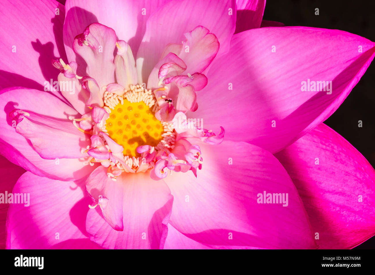 Beautiful pink lotus with yellow-green lotus pollen. Close up big ...