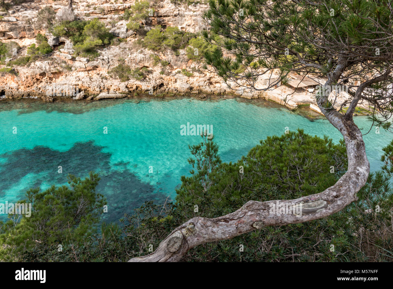The twisted trunk of a tree at the top of the cliff in Cala Pi on the ...