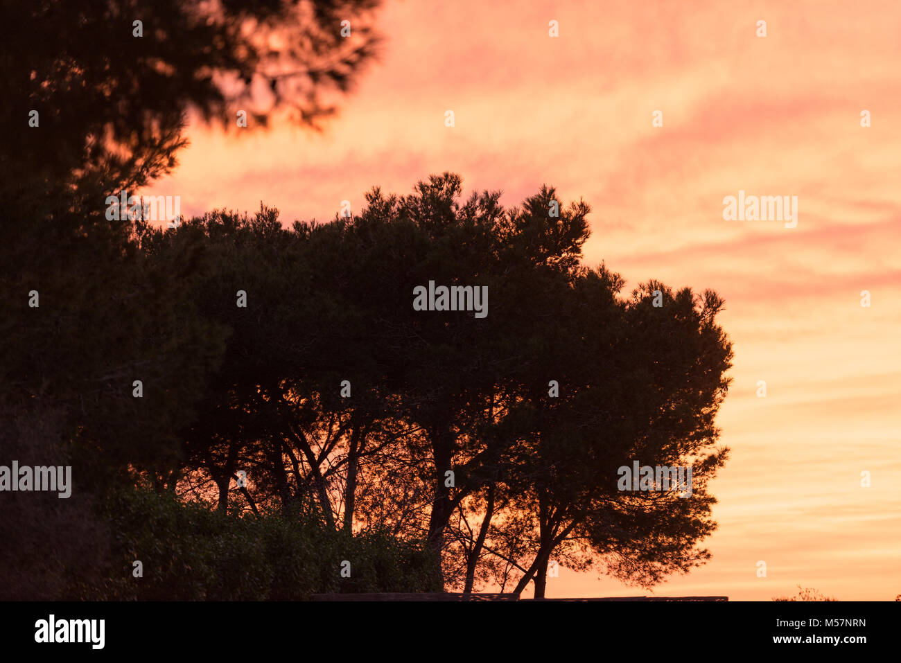 Nightfall forest hi-res stock photography and images - Alamy