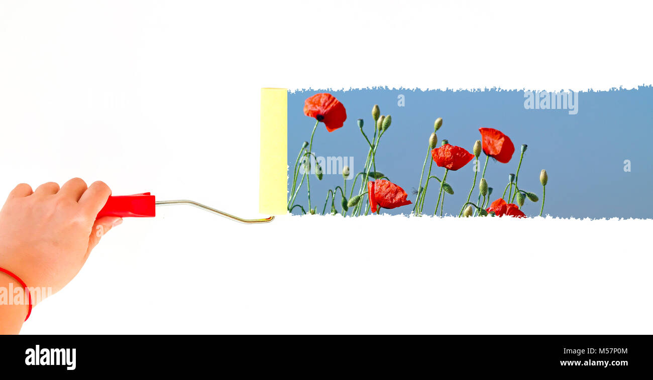Person painting poppies on a white wall with a roller brush Stock Photo ...