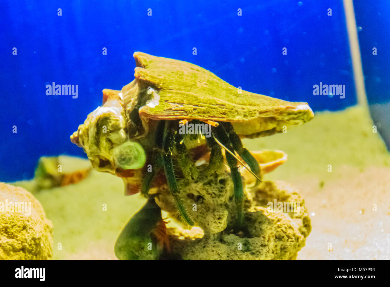 Cute hermit crab (Paguroidea) in the shell on sand and blue sea ...