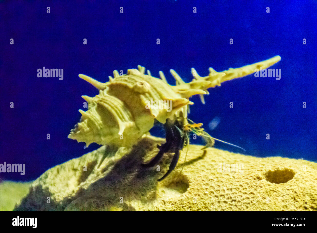 Cute hermit crab (Paguroidea) in the shell on sand and blue sea ...