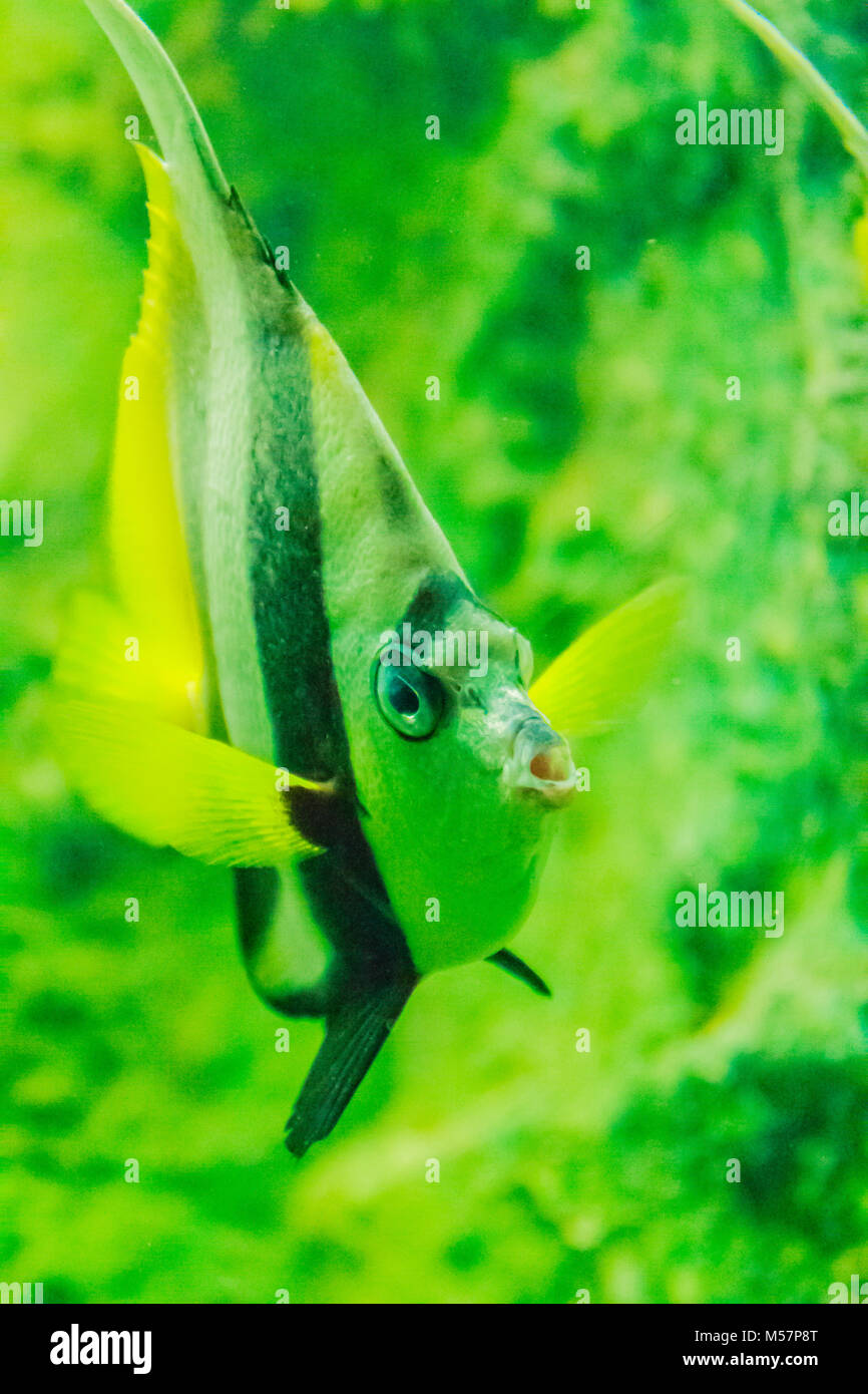 Cutest Fish In The World