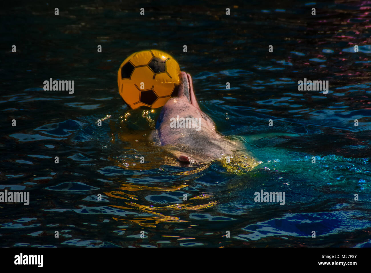 Cute dolphin is playing ball and dancing shows in the swimming pool ...