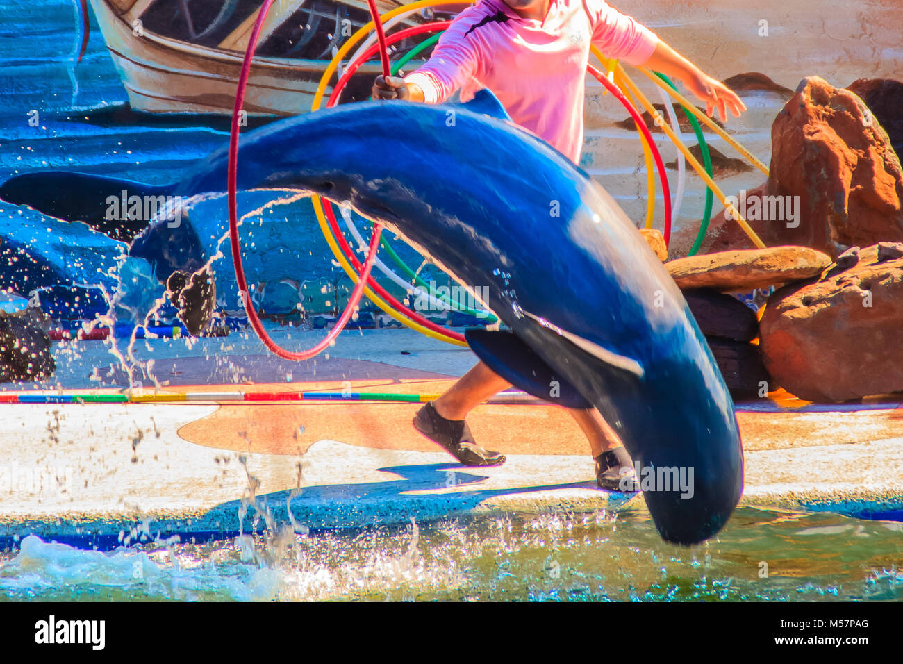 Chanthaburi, Thailand - May 5, 2015: Trainer is teaching dolphin to ...