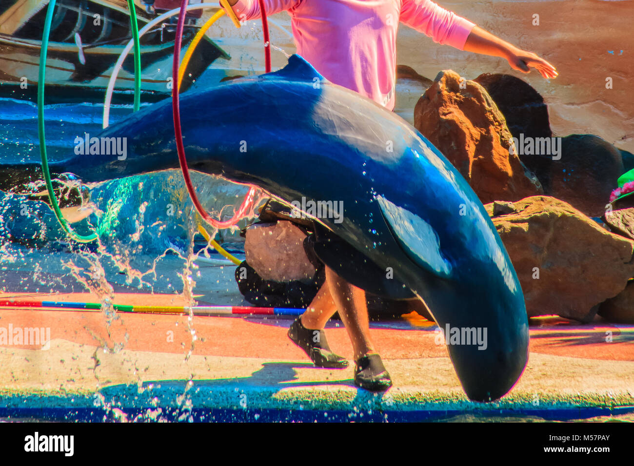 Chanthaburi, Thailand - May 5, 2015: Trainer is teaching dolphin to ...
