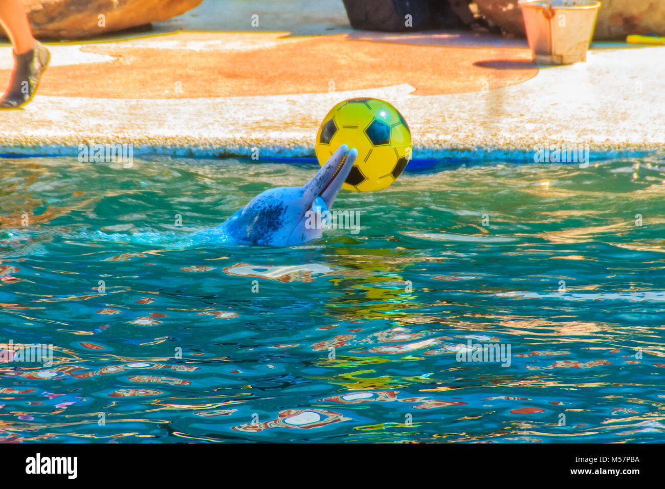 Cute dolphin is playing ball and dancing shows in the swimming pool ...