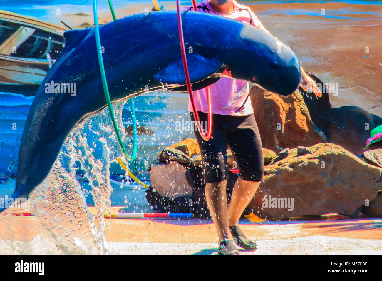 Chanthaburi, Thailand - May 5, 2015: Trainer is teaching dolphin to ...