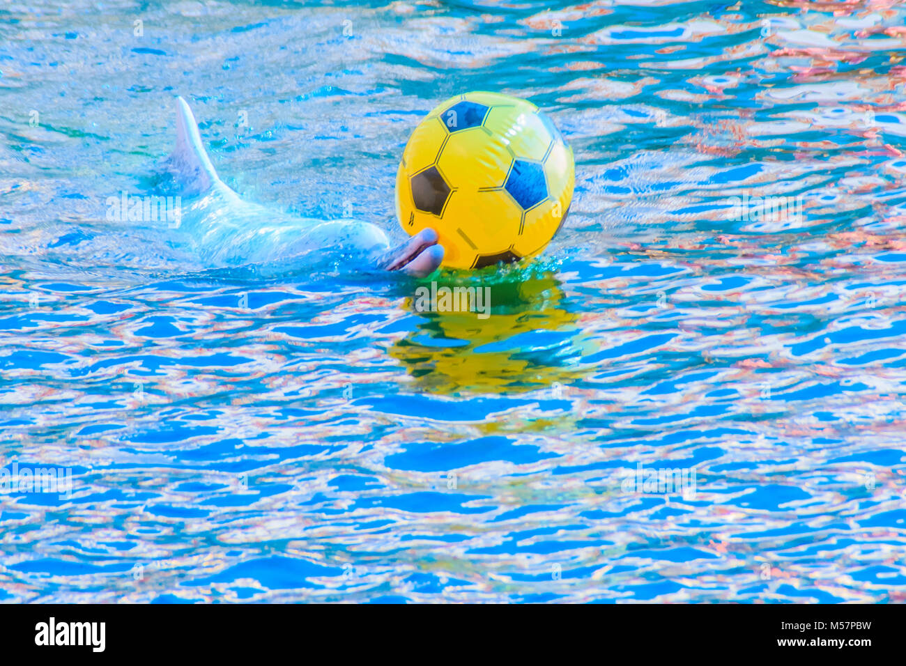 Cute dolphin is playing ball and dancing shows in the swimming pool ...