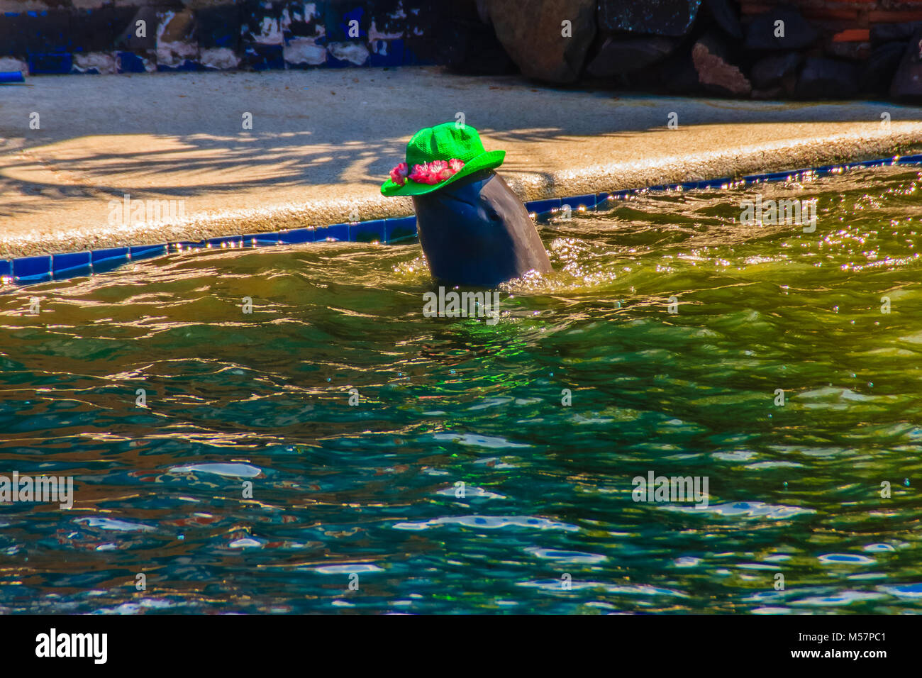 Cute dolphin is playing ball and dancing shows in the swimming pool ...