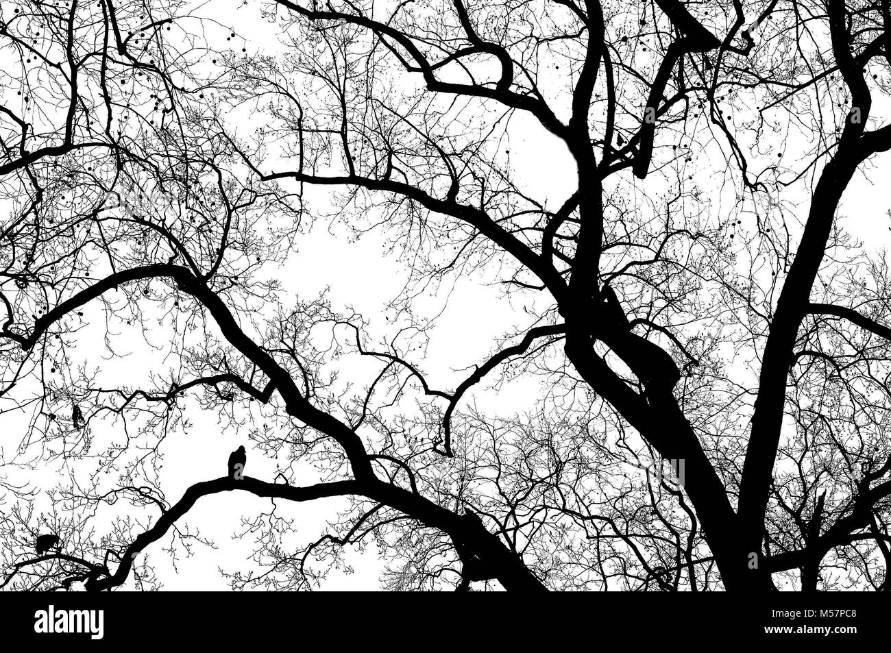 Illustration Black and White picture of two lone birds perched on ...