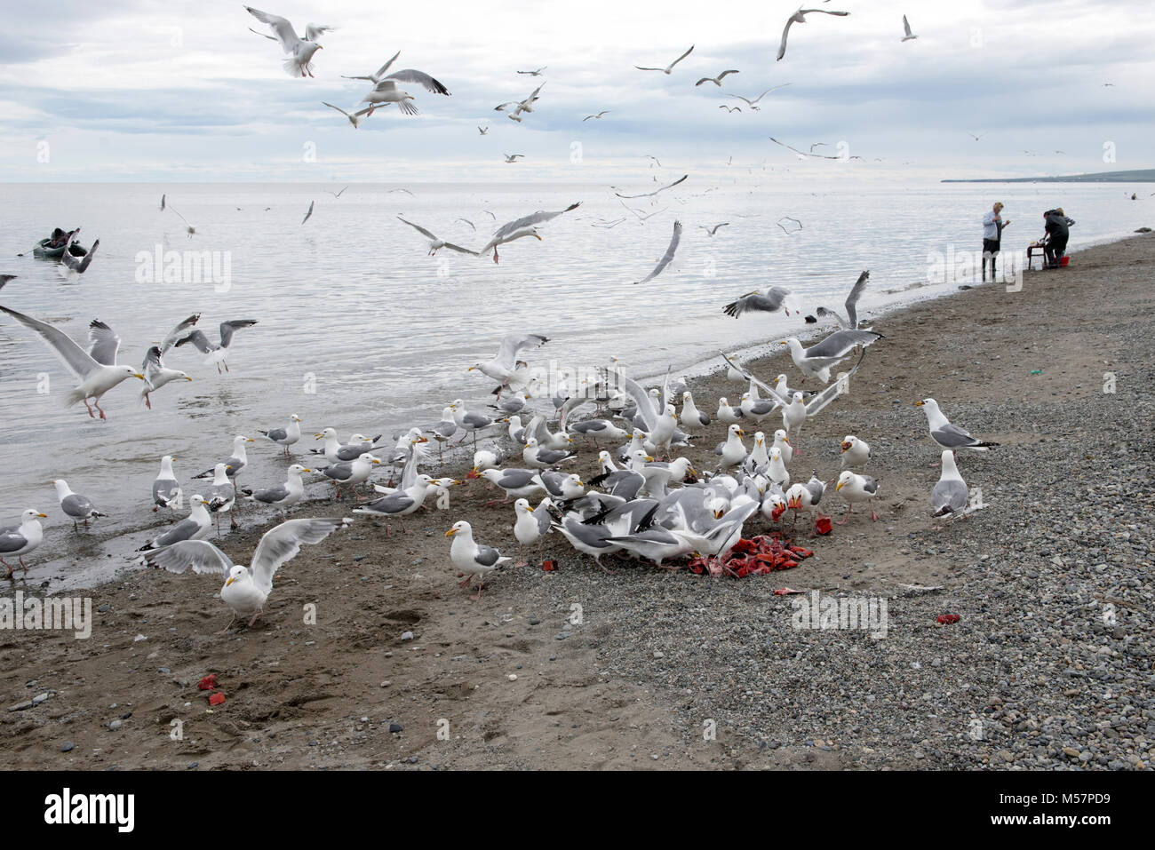 Seagulls eat leftovers after processing salmon on the sea shore in ...
