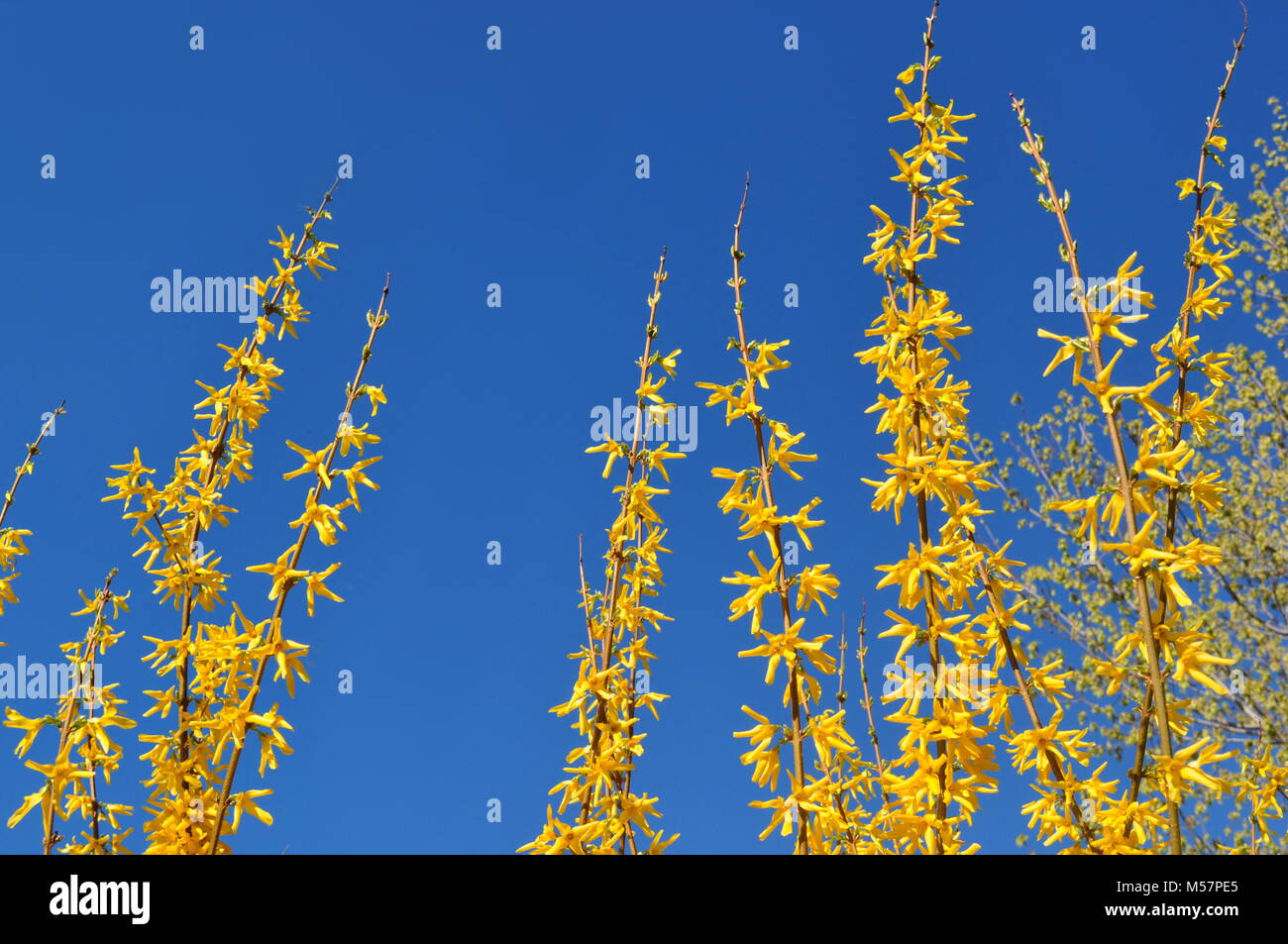 Blooming bright yellow Forsythia flowers on a decorative shrub. Spring ...