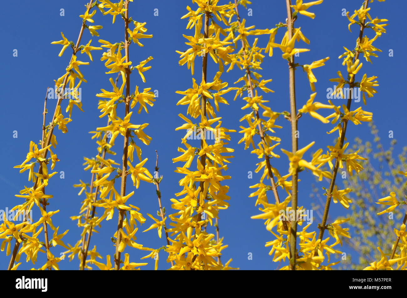 Blooming bright yellow Forsythia flowers on a decorative shrub. Spring ...
