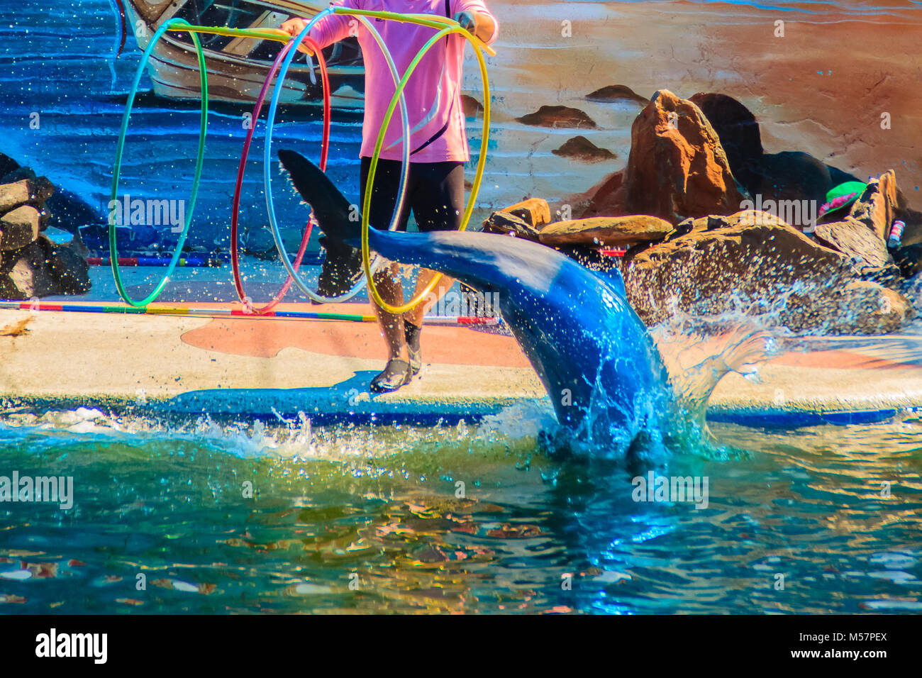 Chanthaburi, Thailand - May 5, 2015: Trainer is teaching dolphin to ...