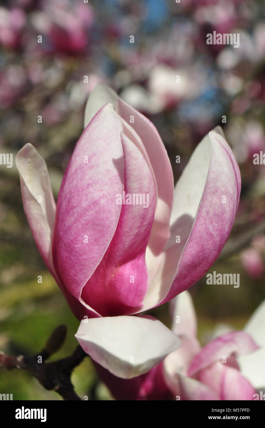 Planting a magnolia tree hi-res stock photography and images - Alamy
