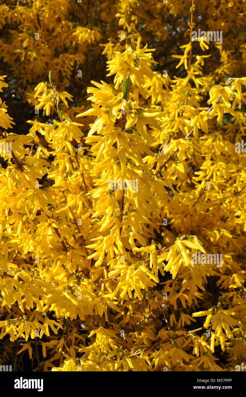 Flowering Forsythia shrub Stock Photo - Alamy