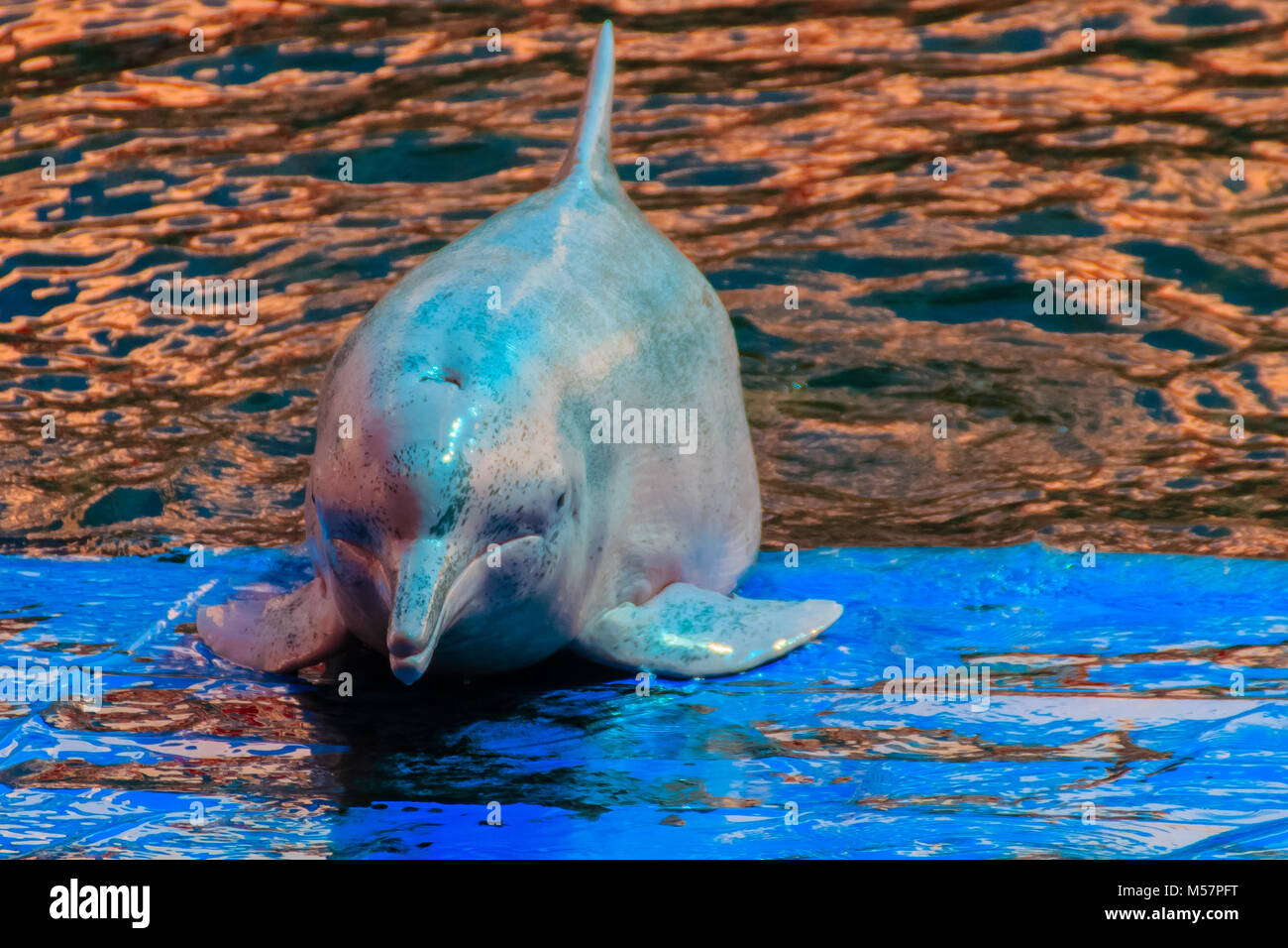 Cute Indo-Pacific humpback dolphin (Sousa chinensis) ,or Pink dolphin ...