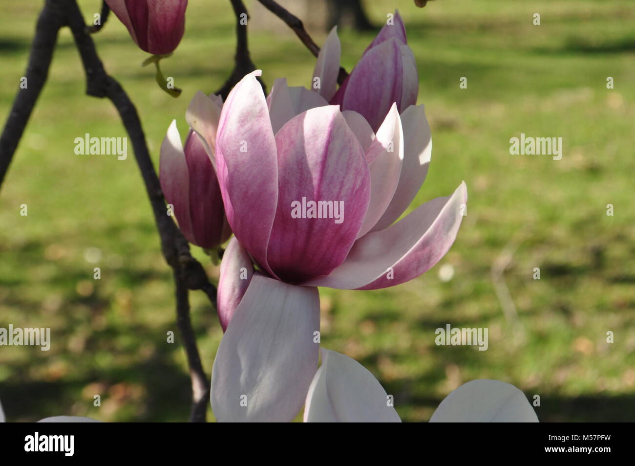 Planting magnolia tree hi-res stock photography and images - Alamy