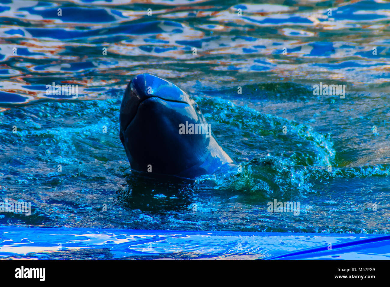 Irrawaddy Dolphin Backgrounds