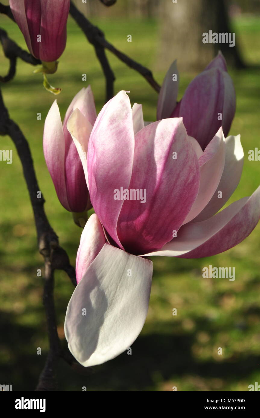Planting a magnolia tree hi-res stock photography and images - Alamy