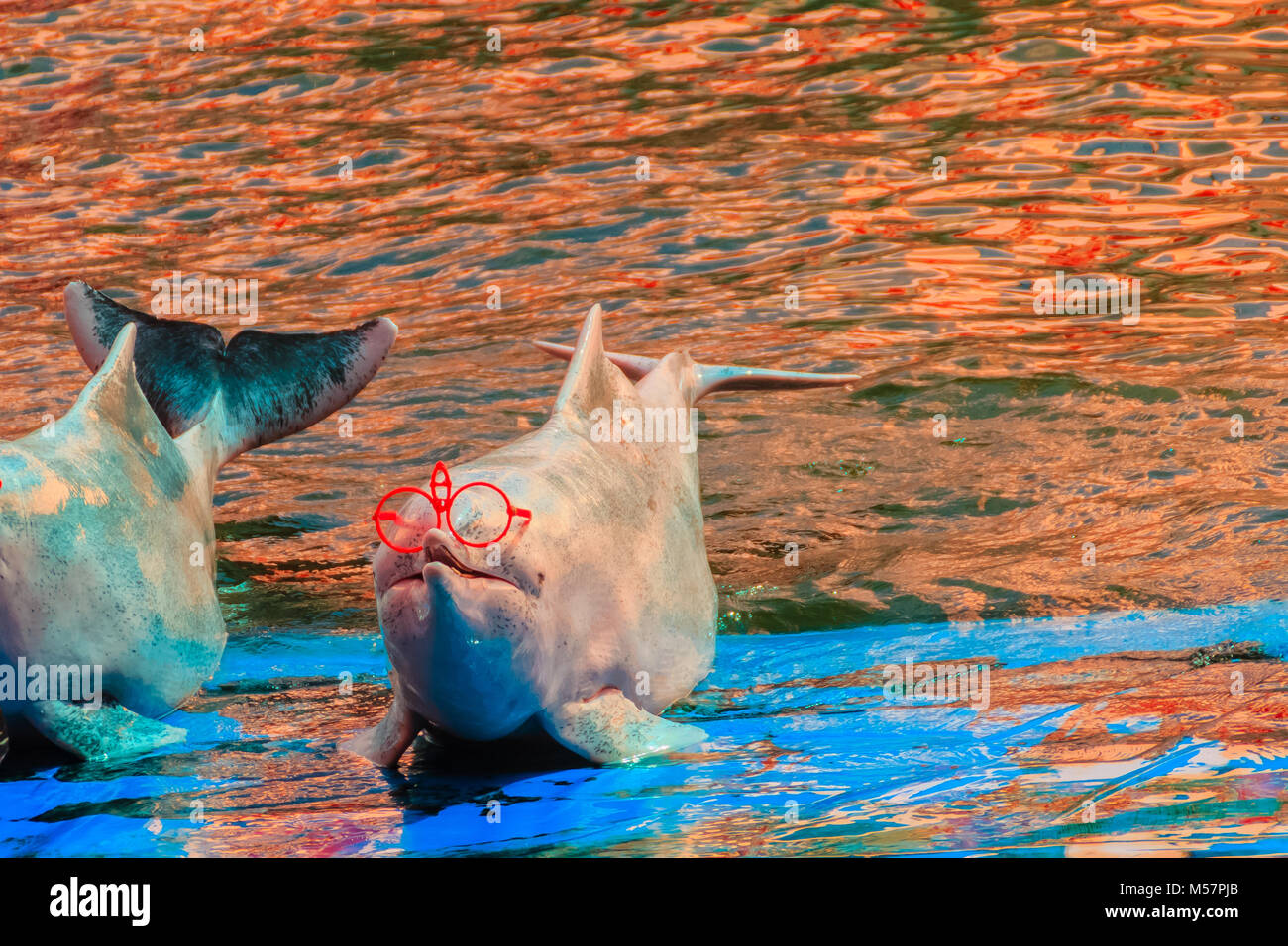 Cute Indo-Pacific humpback dolphin (Sousa chinensis) ,or Pink dolphin ...