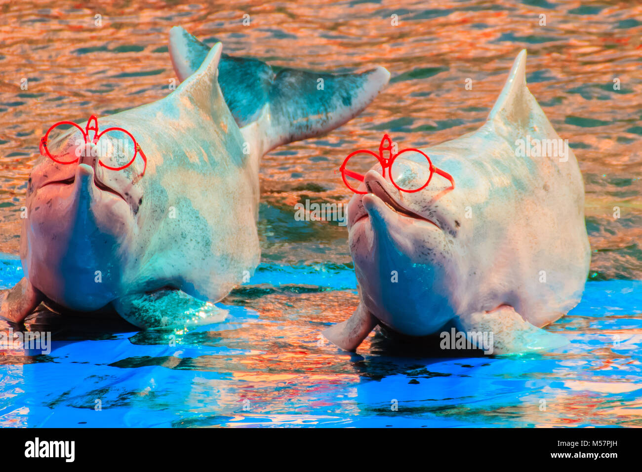 Cute Indo-Pacific humpback dolphin (Sousa chinensis) ,or Pink dolphin ...