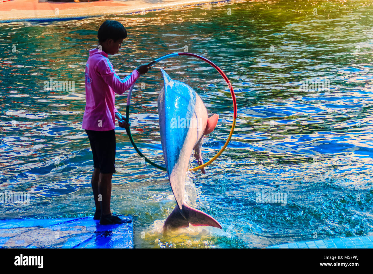 Chanthaburi, Thailand - May 5, 2015: Trainer is teaching dolphin to ...