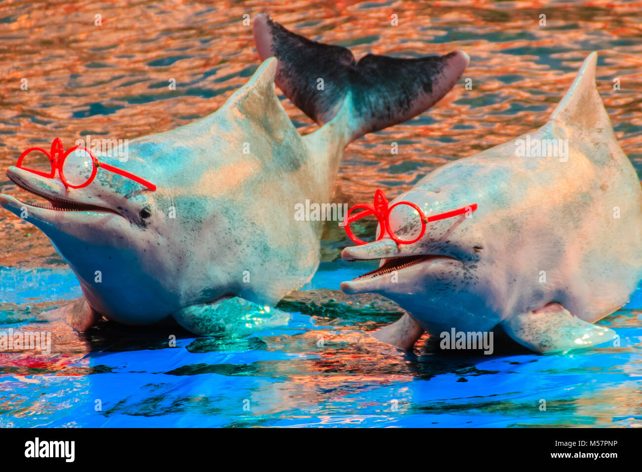 Cute Indo-Pacific humpback dolphin (Sousa chinensis) ,or Pink dolphin ...