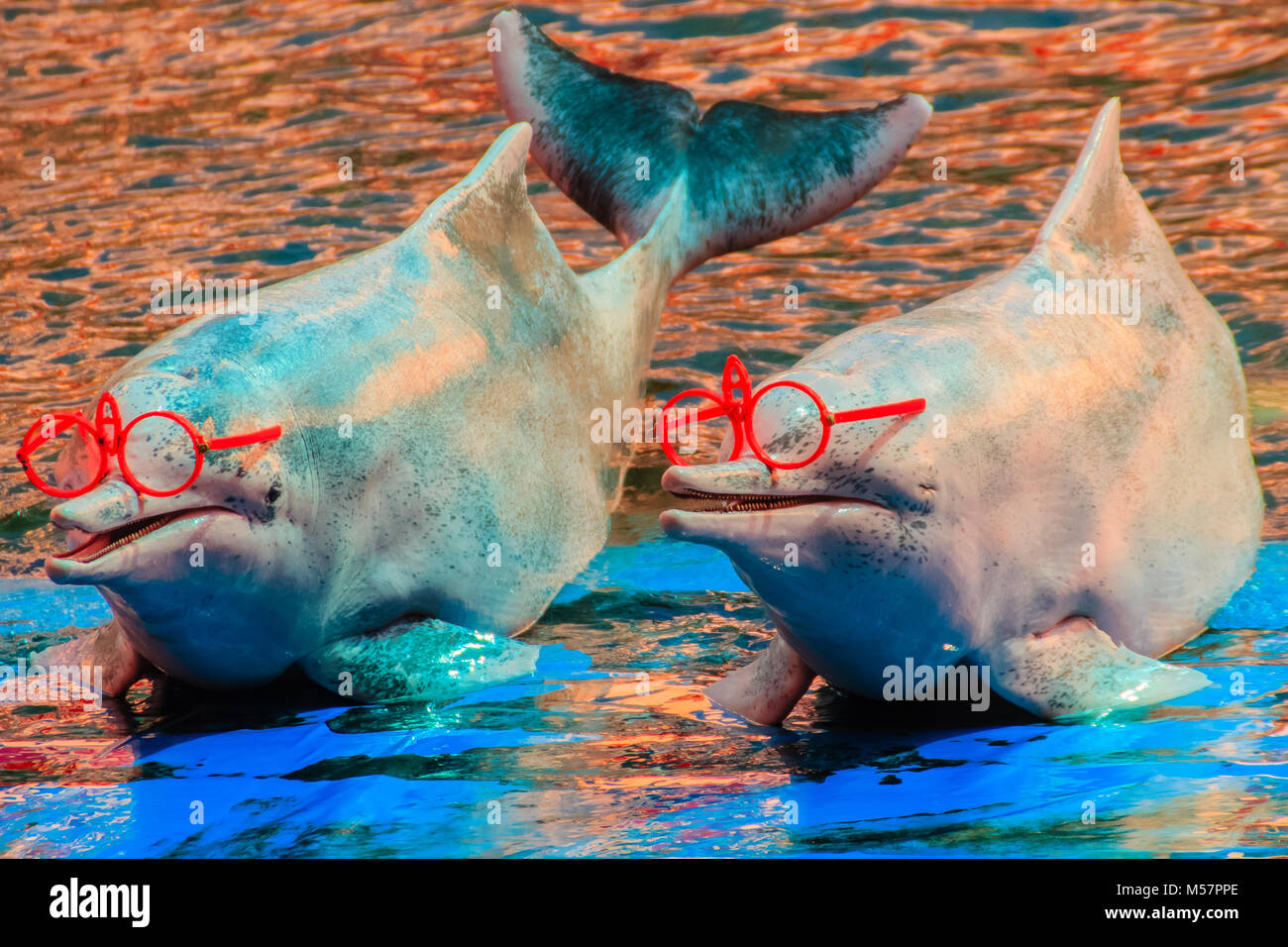 Cute Indo-Pacific humpback dolphin (Sousa chinensis) ,or Pink dolphin ...