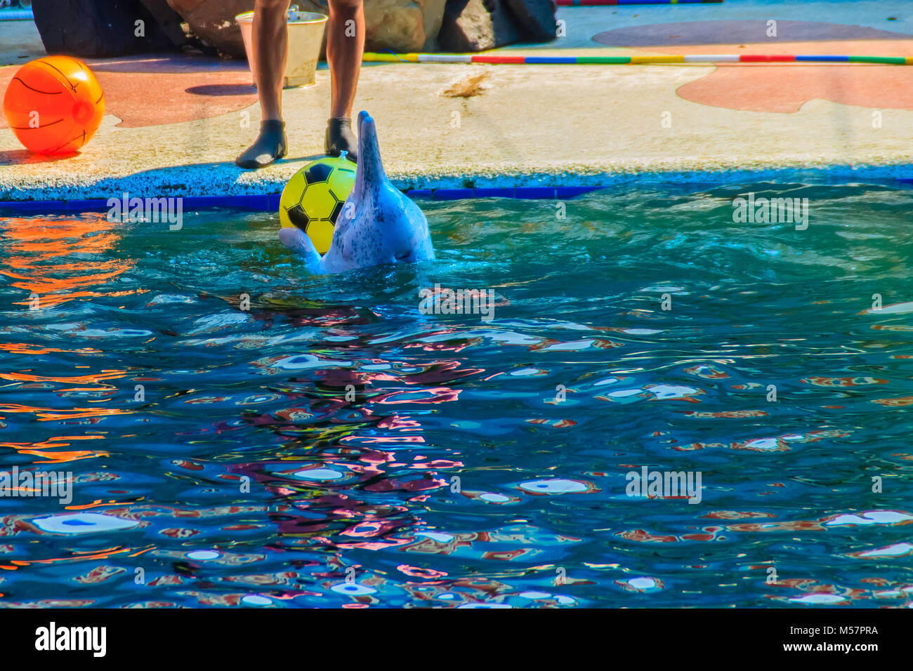 Cute dolphin is playing ball and dancing shows in the swimming pool ...