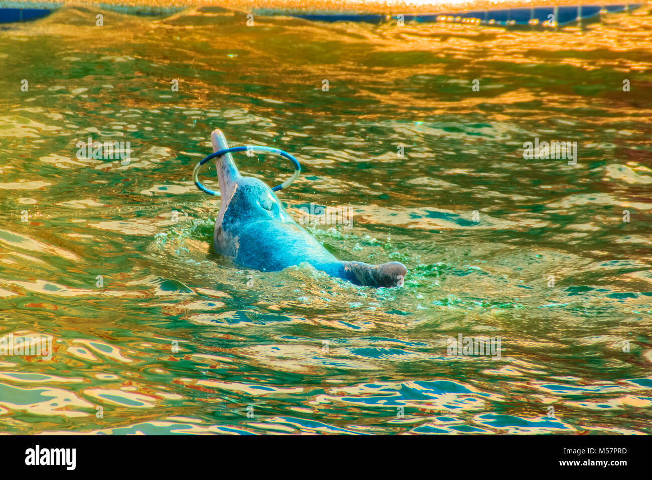 Cute Indo-Pacific humpback dolphin (Sousa chinensis) ,or Pink dolphin ...