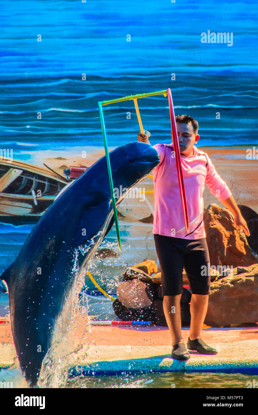 Chanthaburi, Thailand - May 5, 2015: Trainer is teaching dolphin to ...